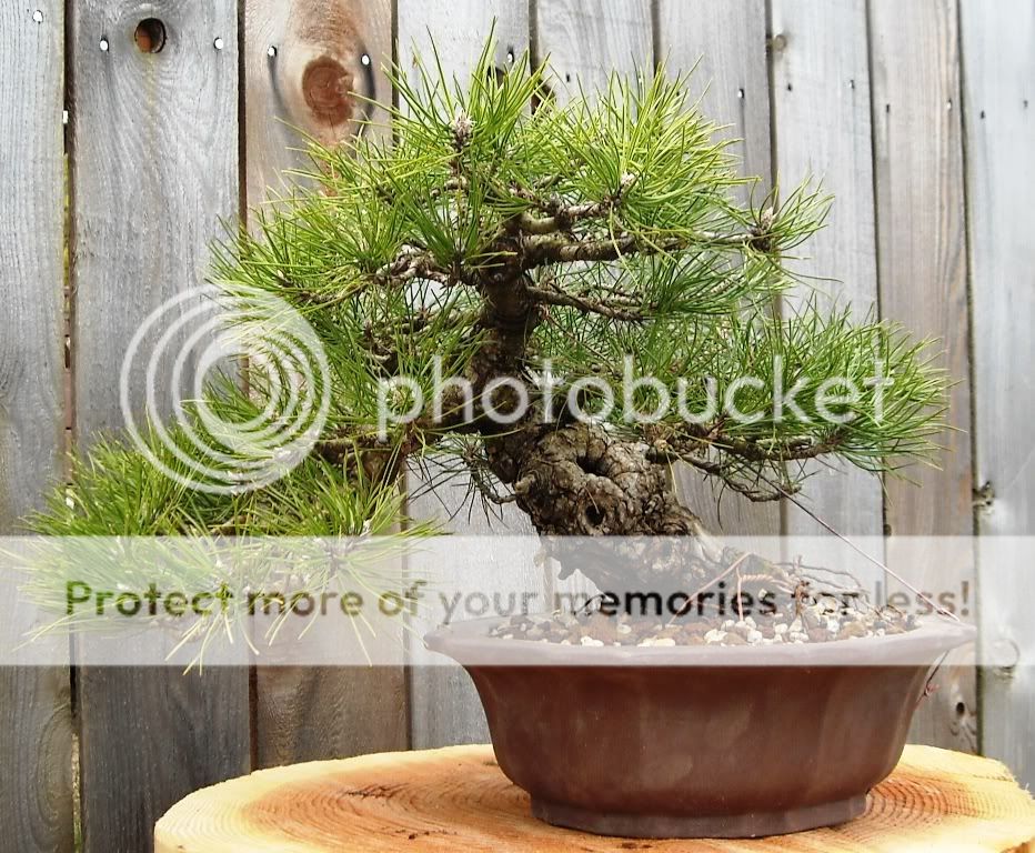 Austrian Black Pine | Bonsai Nut