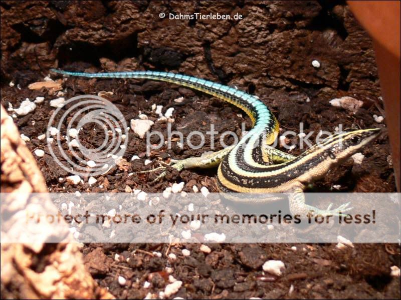 extremely bored, sooo guess the lizard!! :) | Reptile Forums